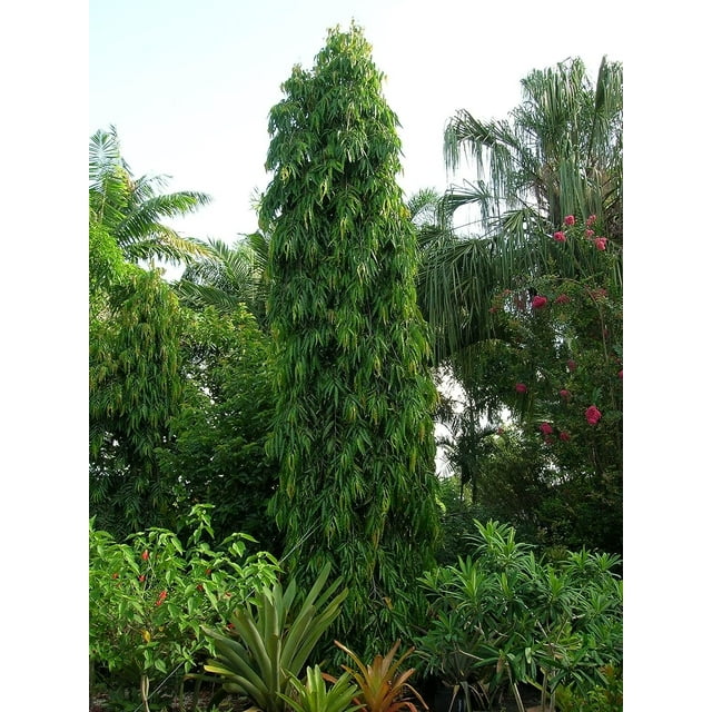 Mast Tree - Live Plant in a 3 Gallon Growers Pot - Polyalthia ...