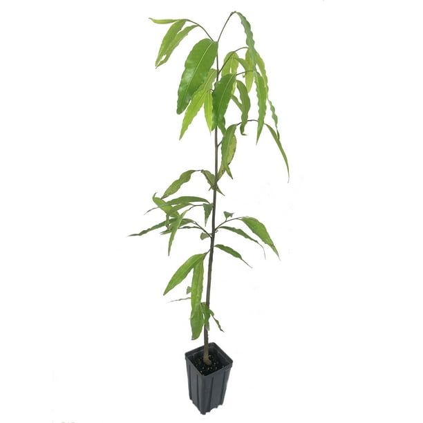 Mast Tree - Live Plant in a 4 inch Growers Pot - Polyalthia Longifolia ...