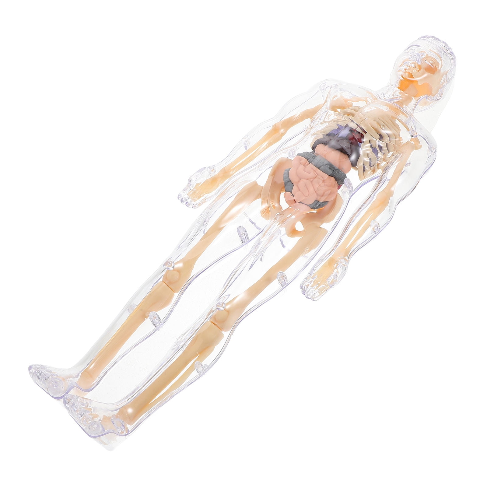 Masteelf 1 Set of Human Body Anatomy Model for Kids Interactive Science ...