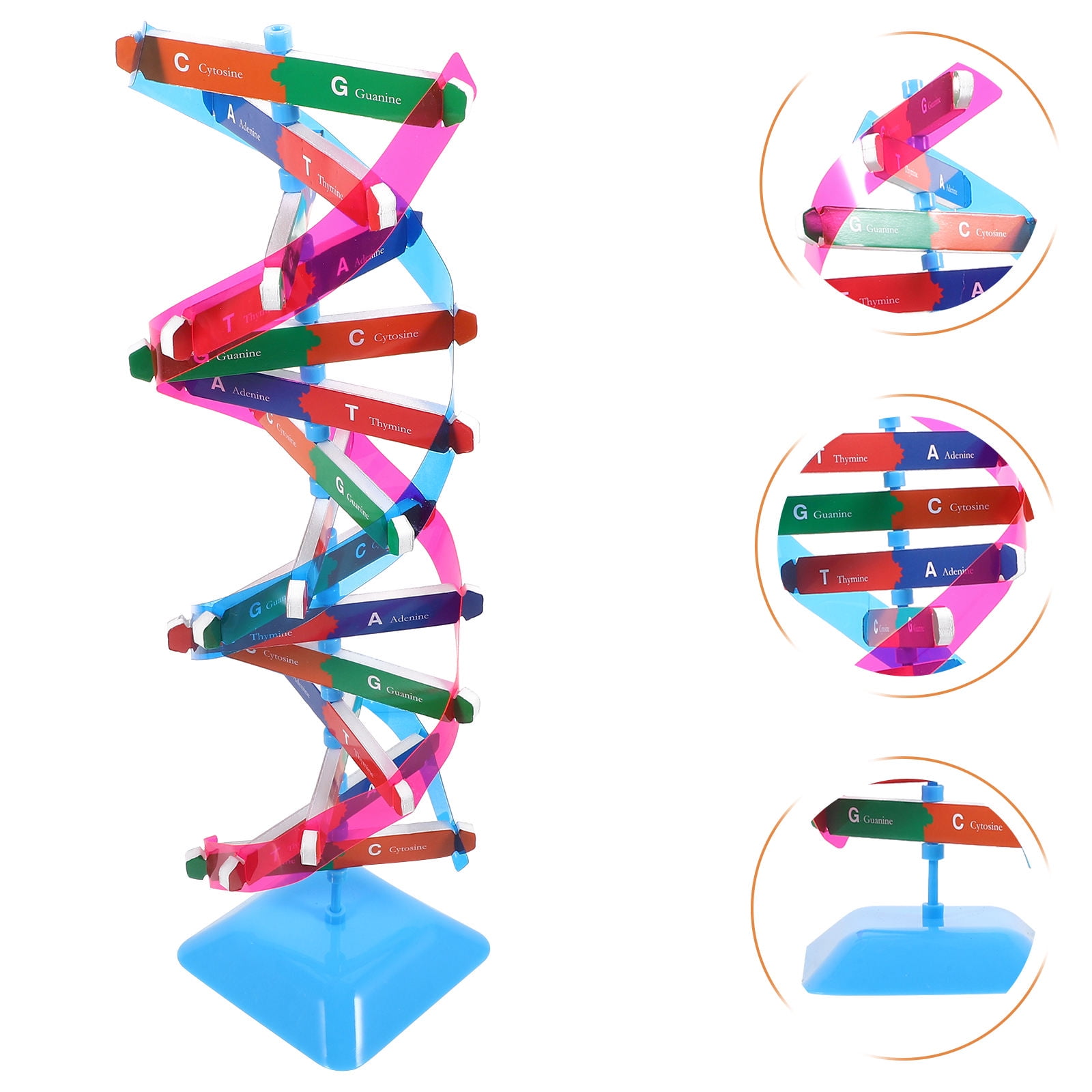 Masteelf 1 Set Science Teaching Material Double Helix Dna Model ...