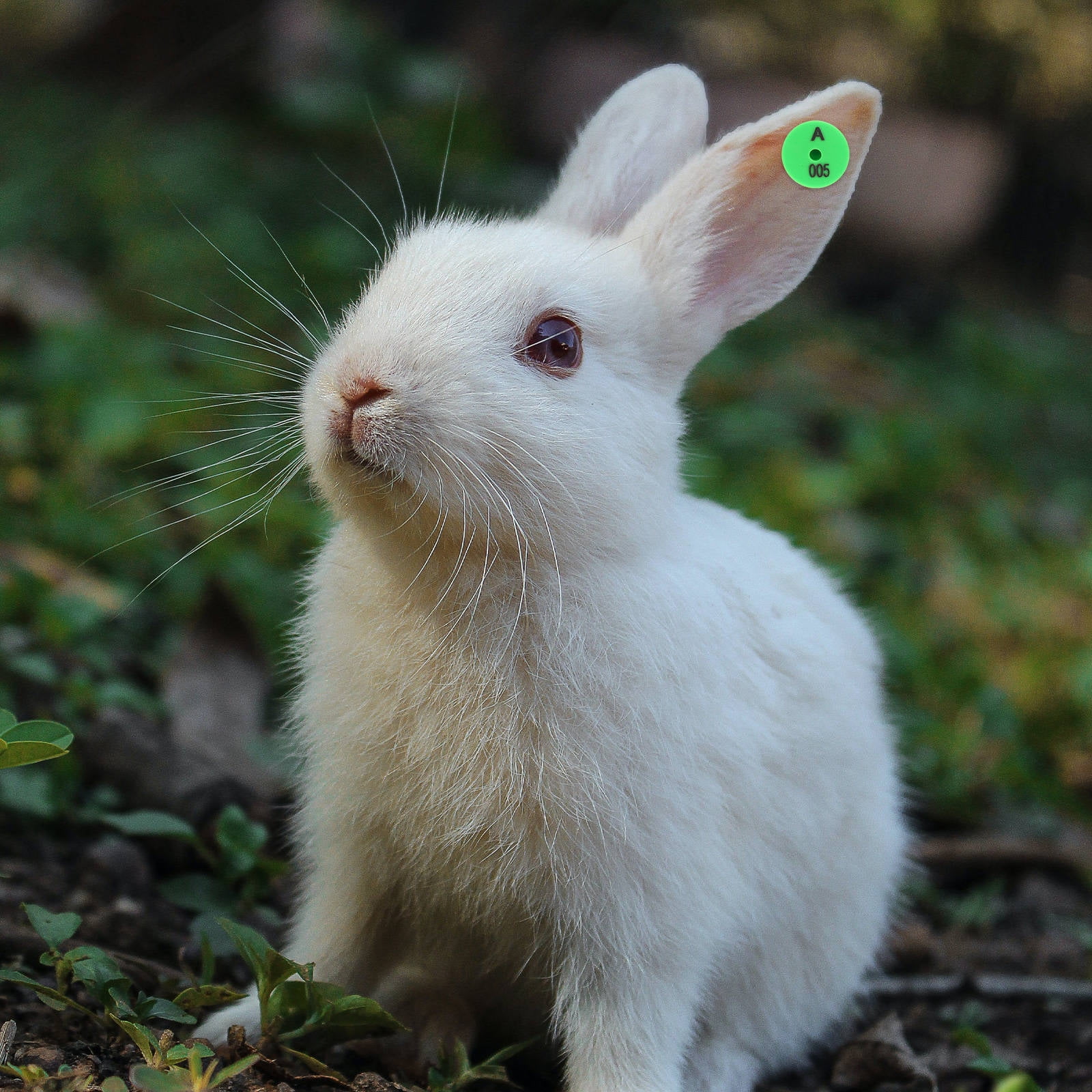 Masteelf 100 Pcs Bunny Ears Sign Rabbit Markers Identification Tags ...