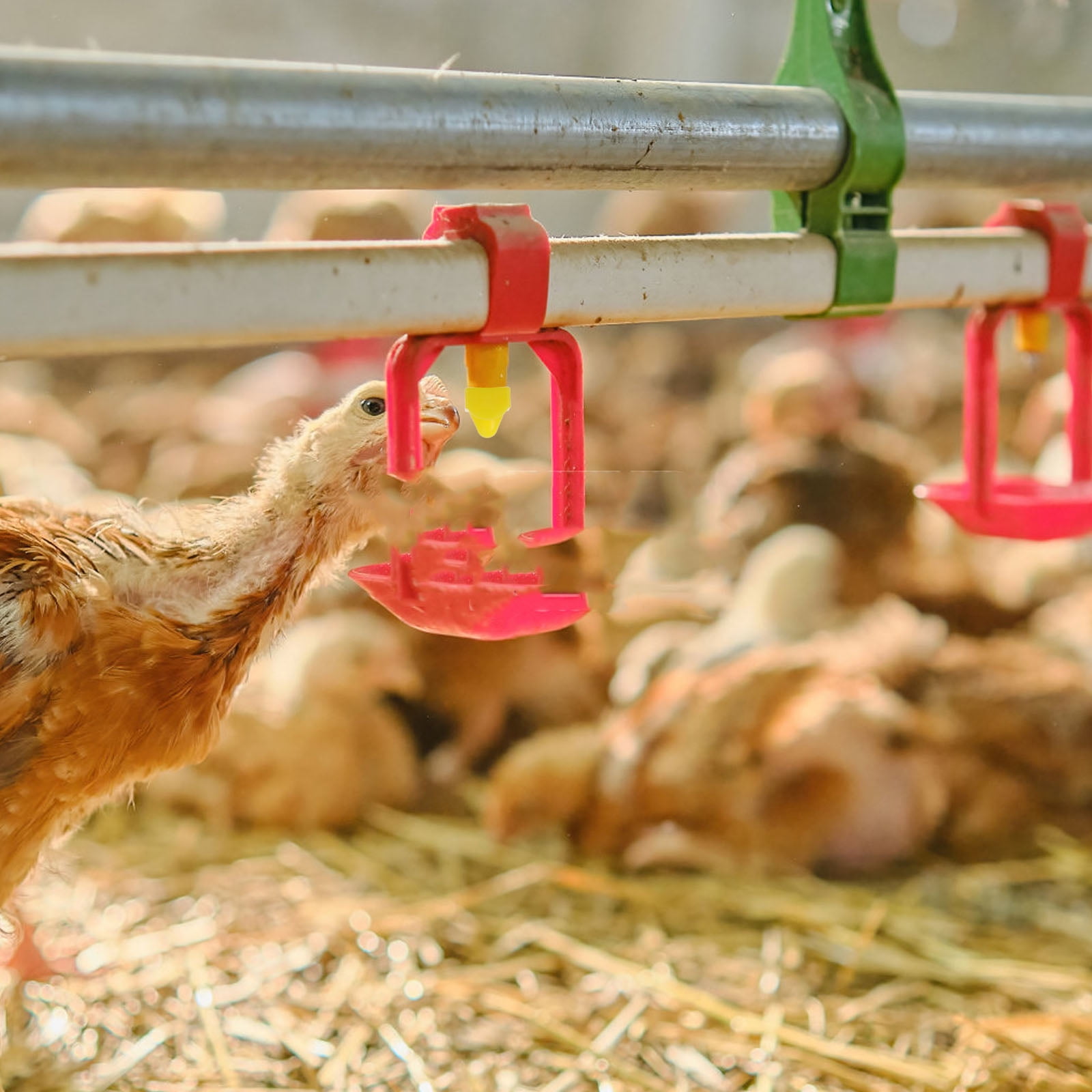 Masteelf 10pcs Chick Water Feeder Automatic Poultry Waterer Nipples ...