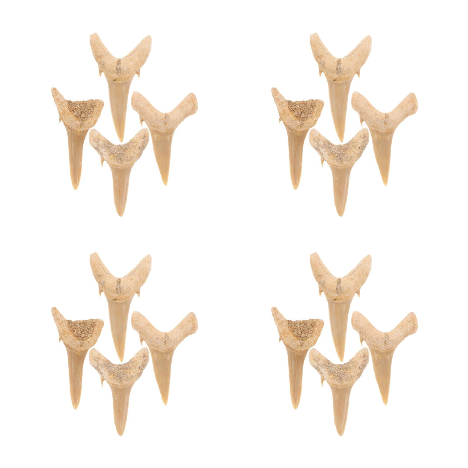 Masteelf 16 pcs Educational Shark Teeth Collection for Students ...
