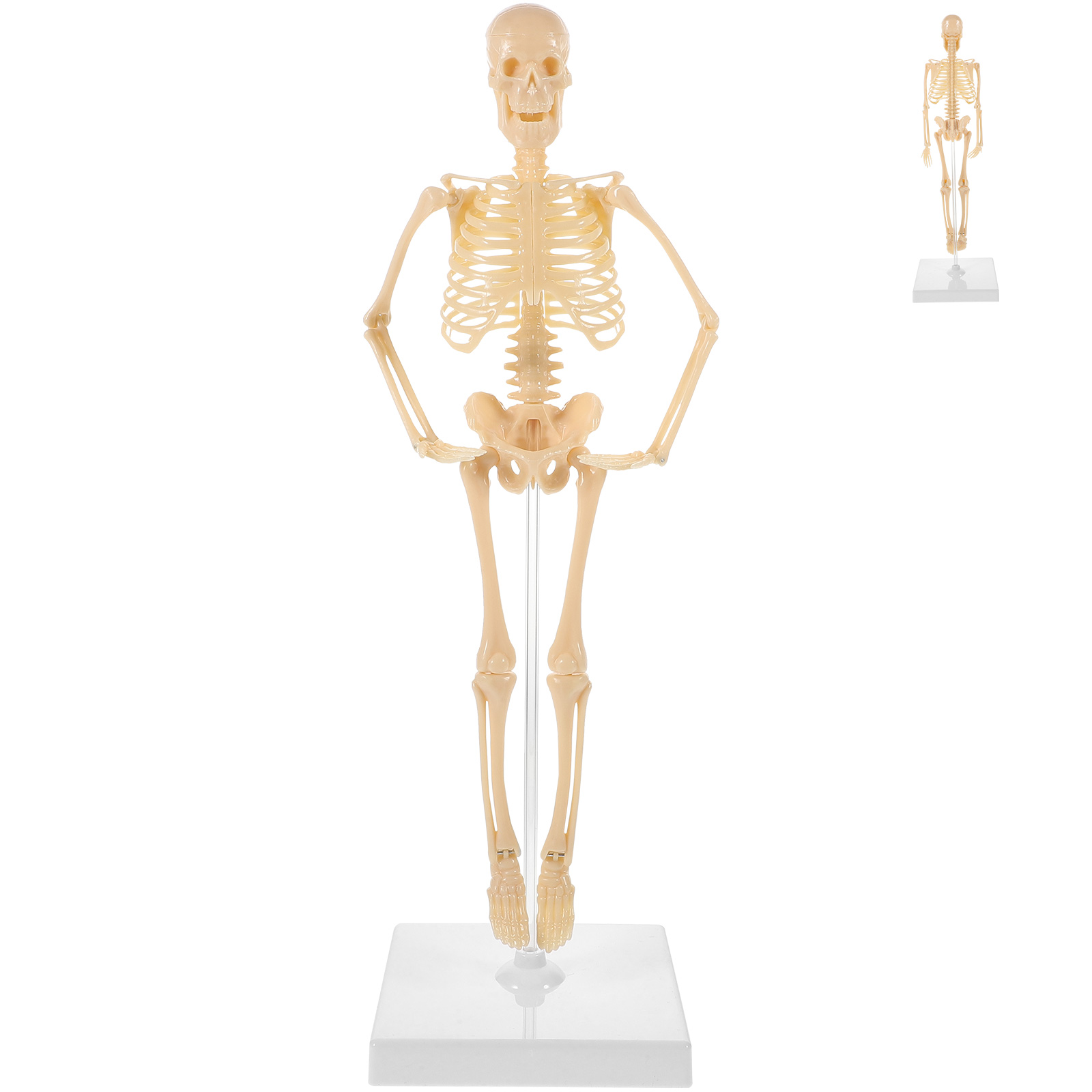 Masteelf 1pc Human Skeleton Model Simulation Mannequin DIY Assembly ...
