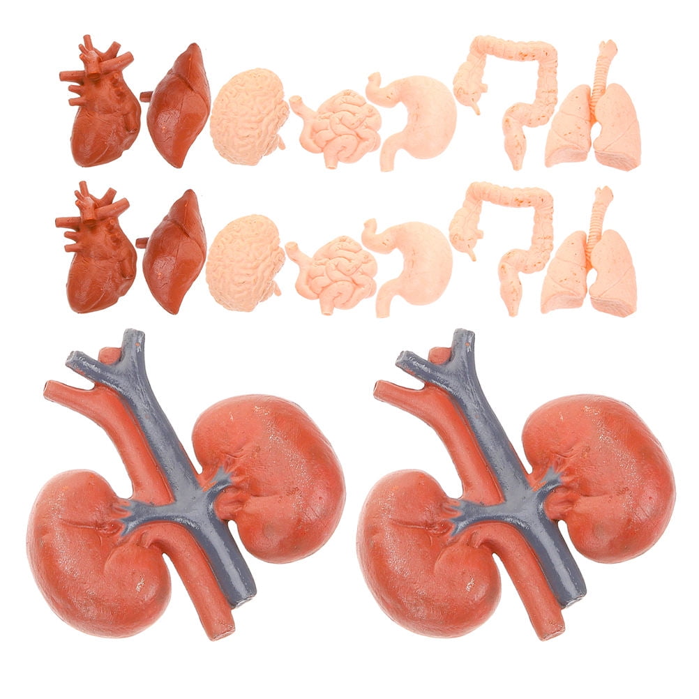 Masteelf 2 Sets Mini Human Body Model Simulation Organ Model Human Body ...