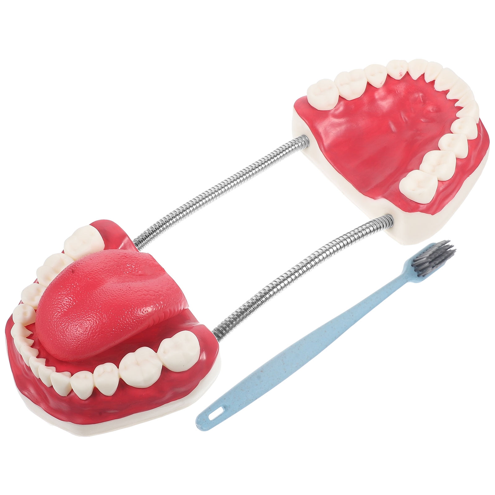 Masteelf 2 pcs Standard Teeth Model Kids Teaching Study Supplies ...