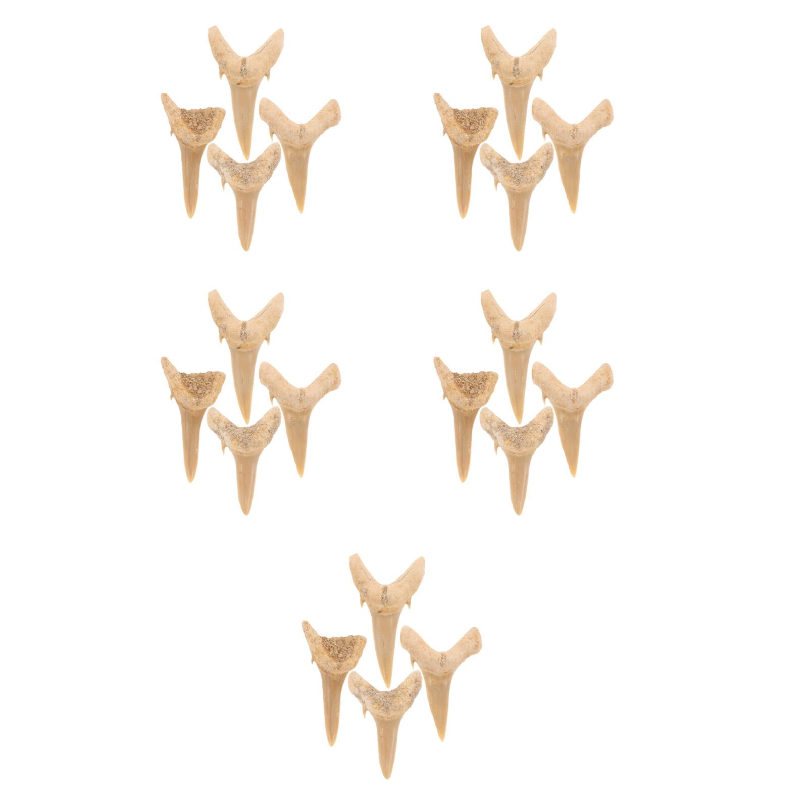 Masteelf 20 pcs Prehistoric Shark Teeth Collection for Education ...