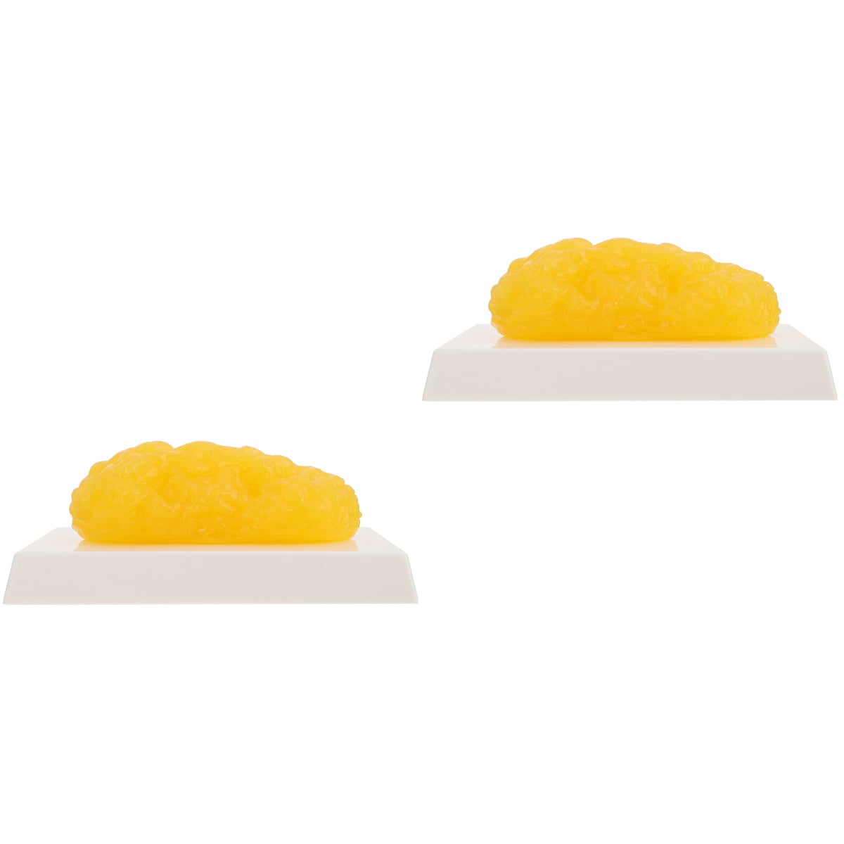 Masteelf 2pcs Human Fatty Tissue Demonstration Model for Students ...