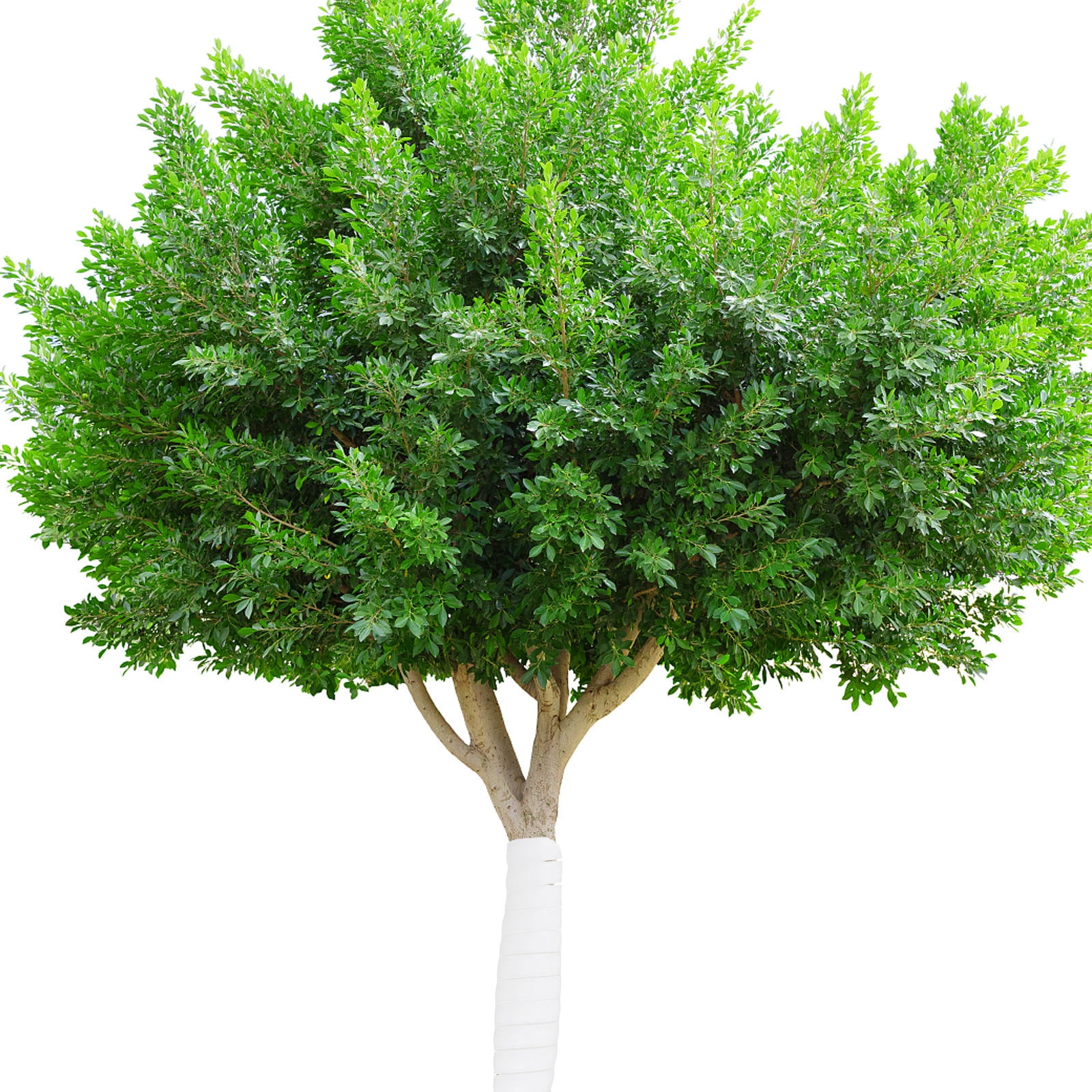 Masteelf 2pcs Tree Guard Wrap Plastic Spiral Tree Trunk Shield Deer ...