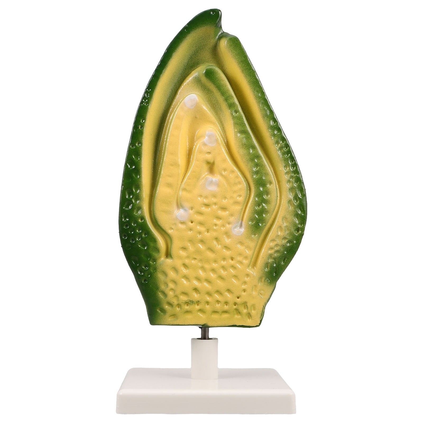 Masteelf 3d Plant Cell Model For Biology Teaching Accurate Plant Seed ...
