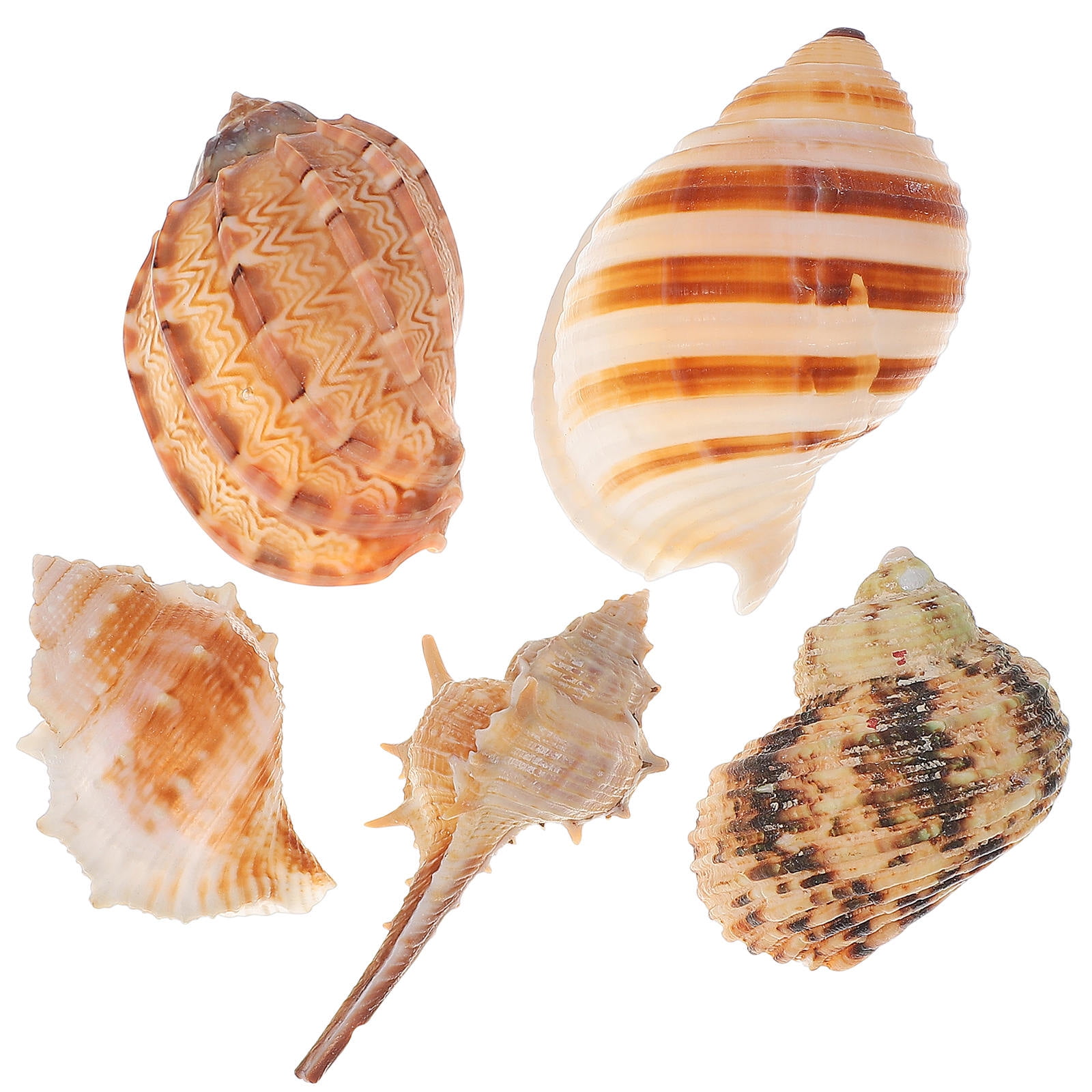 5pcs Natural Seashell Conch for Decoration Multi Shaped Fish Tank ...