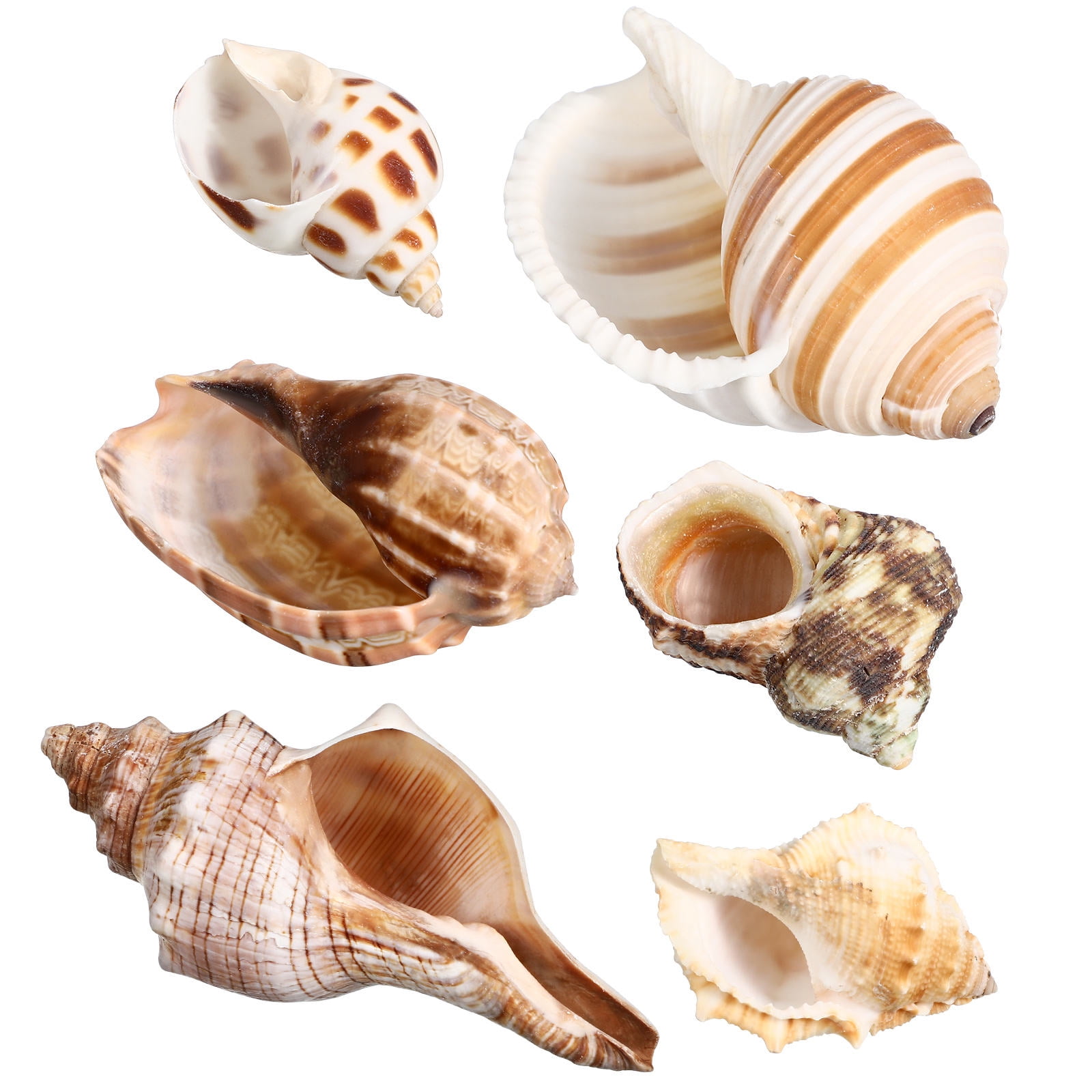 Masteelf 6 Pcs Conch Shells Hermit Crab Shells Sea Conch Hermit Crab ...