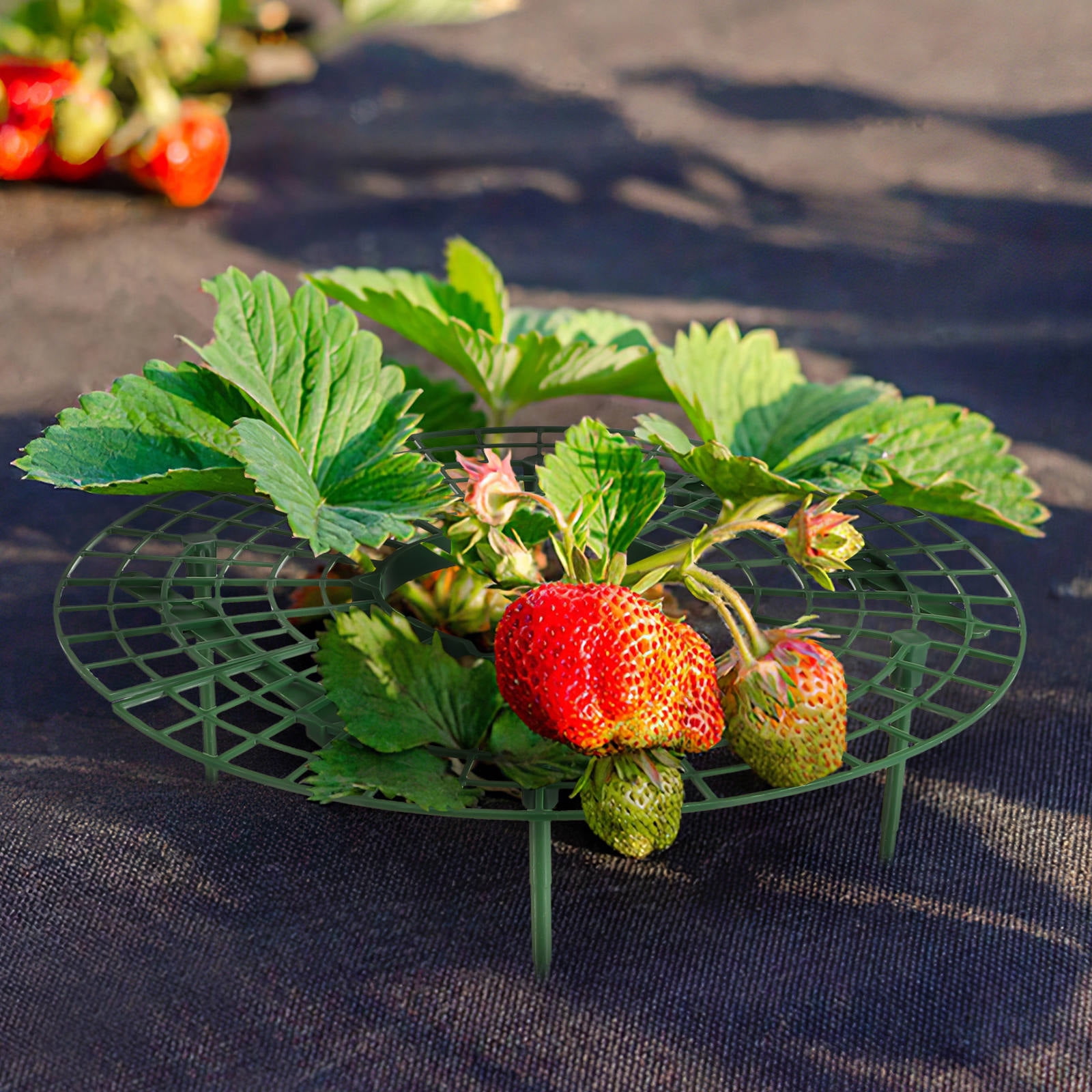 Masteelf 6pcs Strawberry Support Stakes Planting Trellis System ...