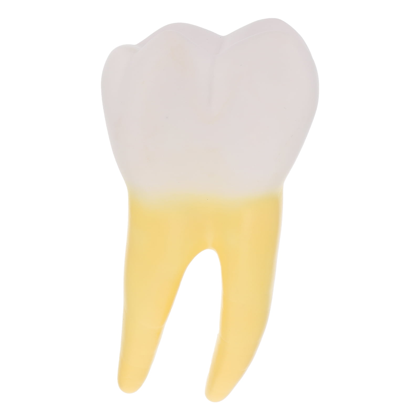 Yellow PVC Dental Tool for Displaying Use Realistic Molar Model ...