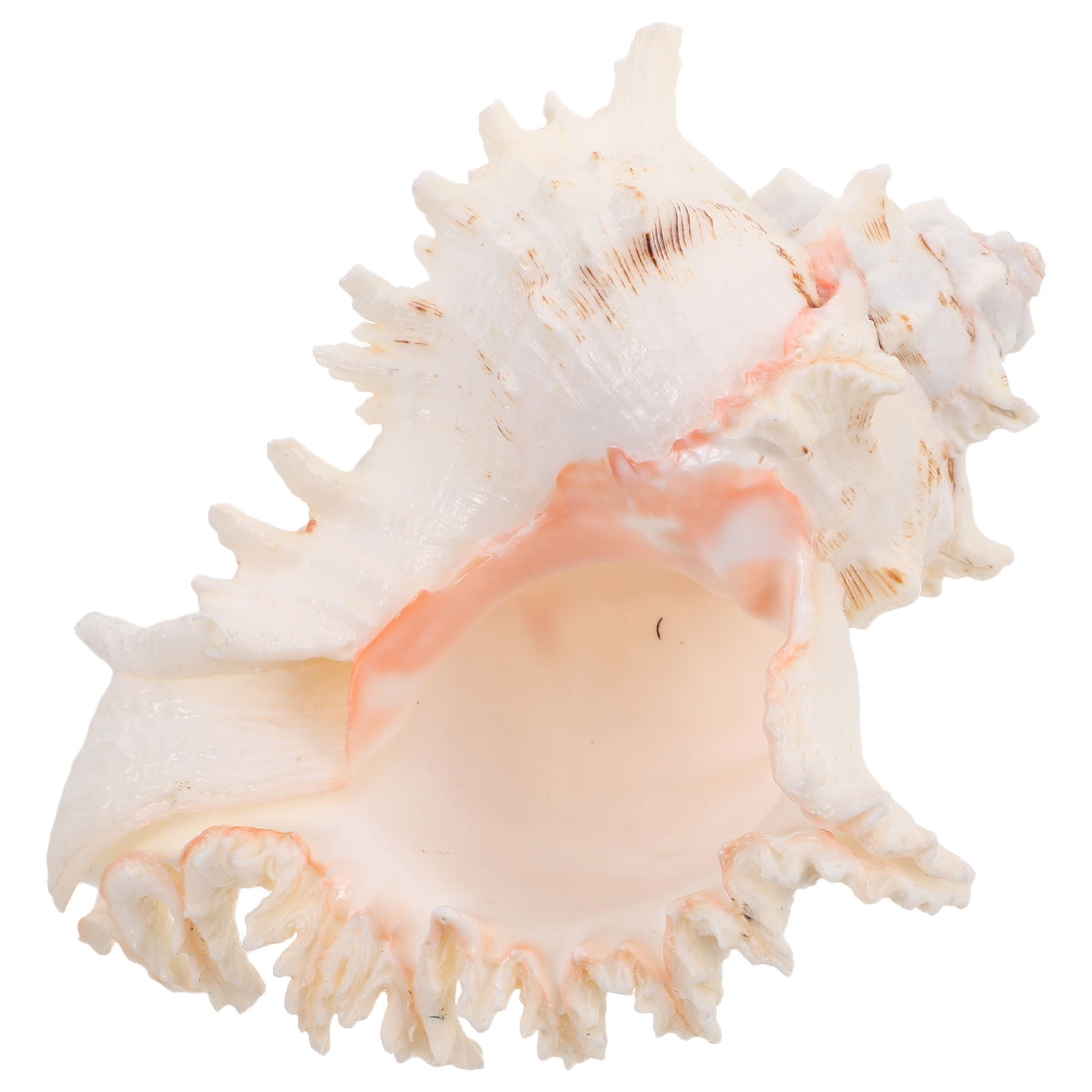 Masteelf Giant Natural Conch Shell Diy Crafts Seashells For Beachy Room ...