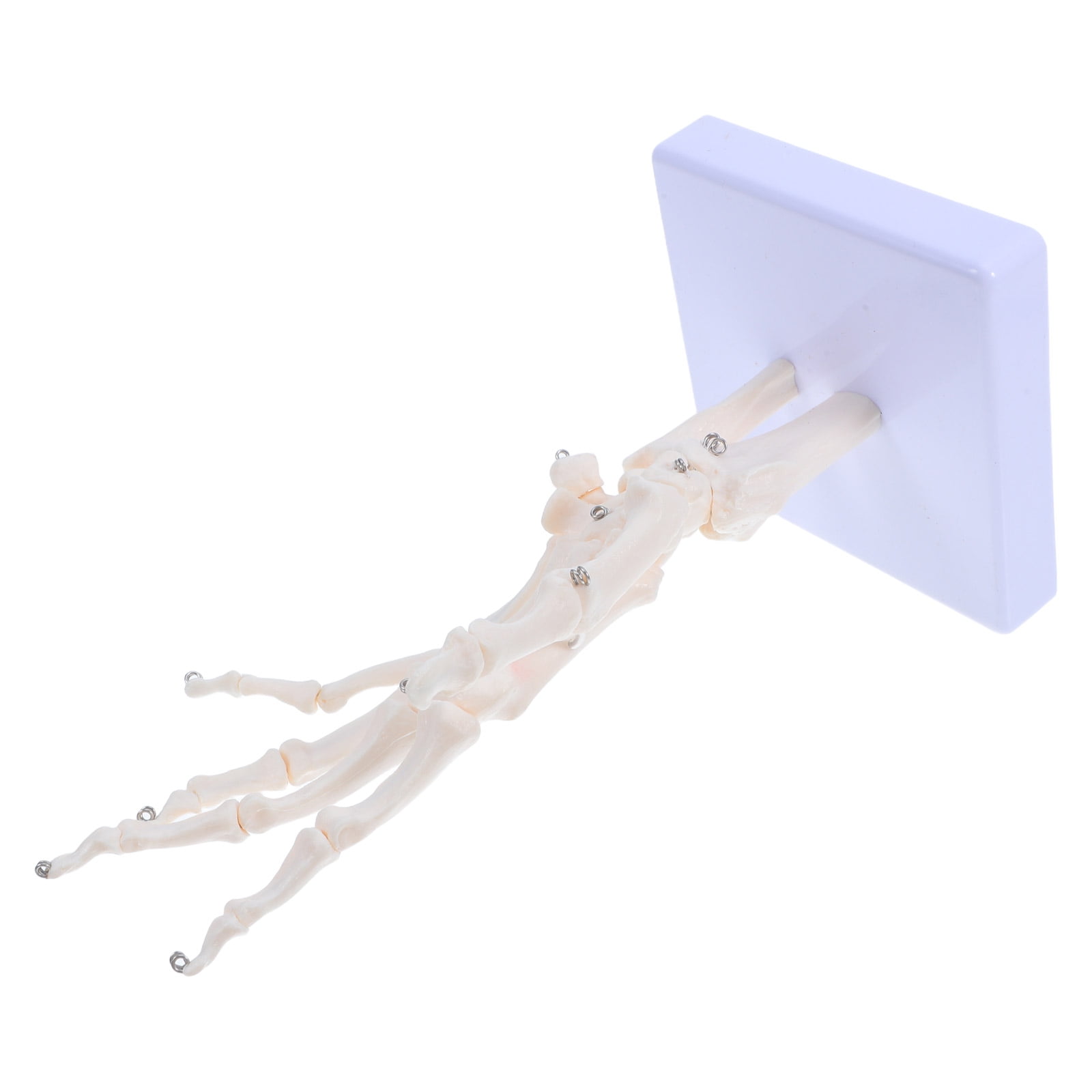 Masteelf Human Hand Skeleton Model for Anatomy Realistic Joint ...