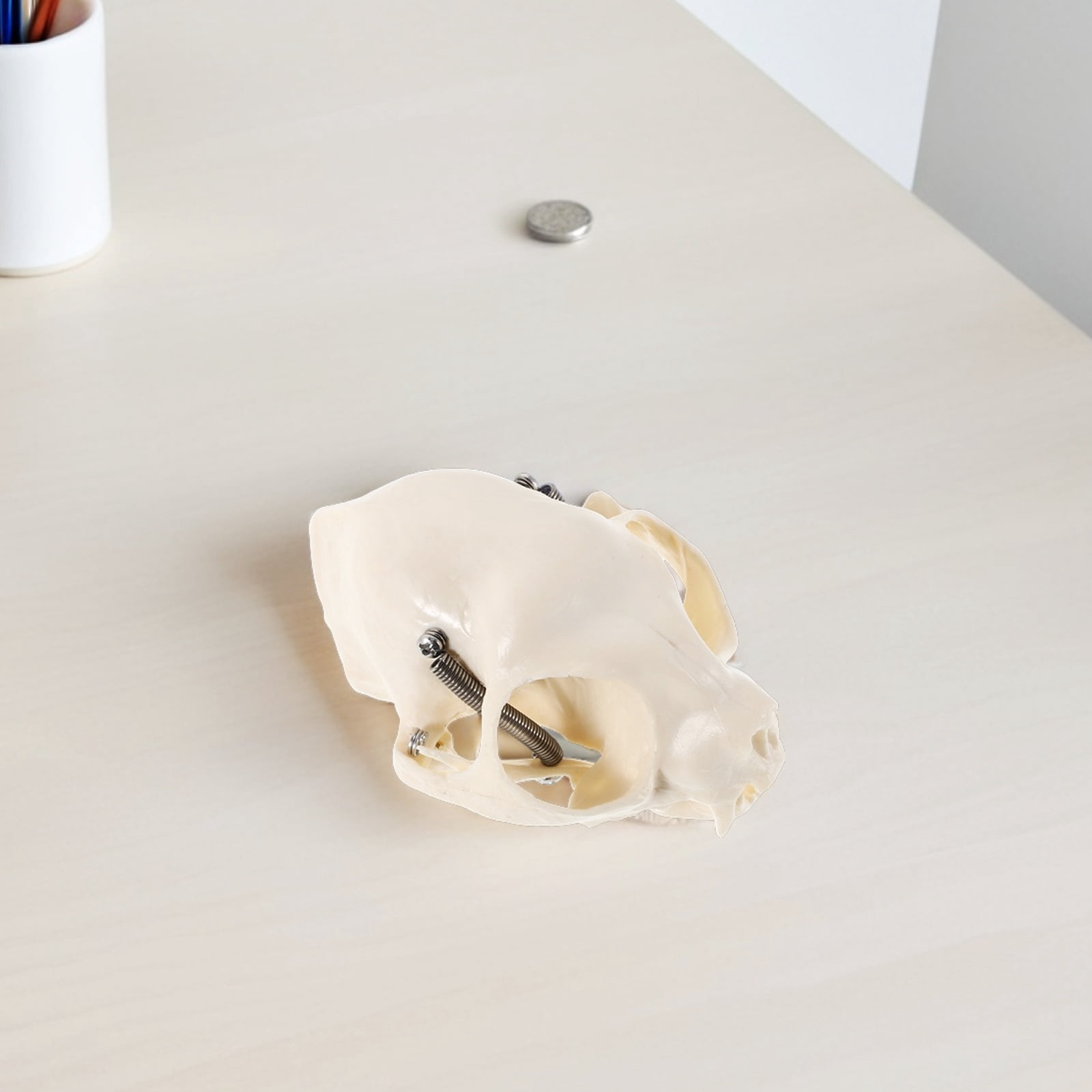 Masteelf Realistic Cat Skull Skeleton Anatomical Model for Science ...