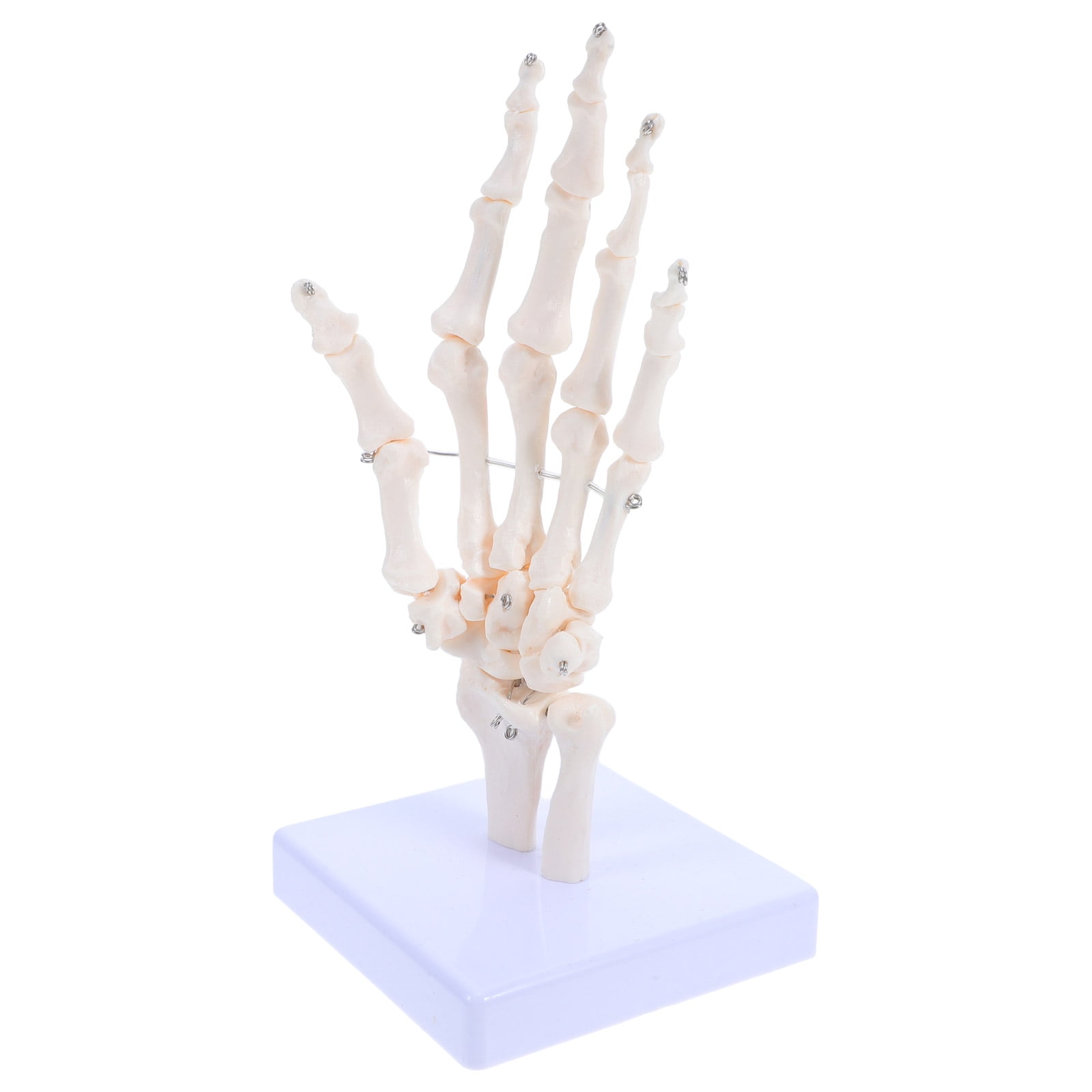 Masteelf Scientific Hand Skeleton Sculpture Tabletop Hand Skeleton ...