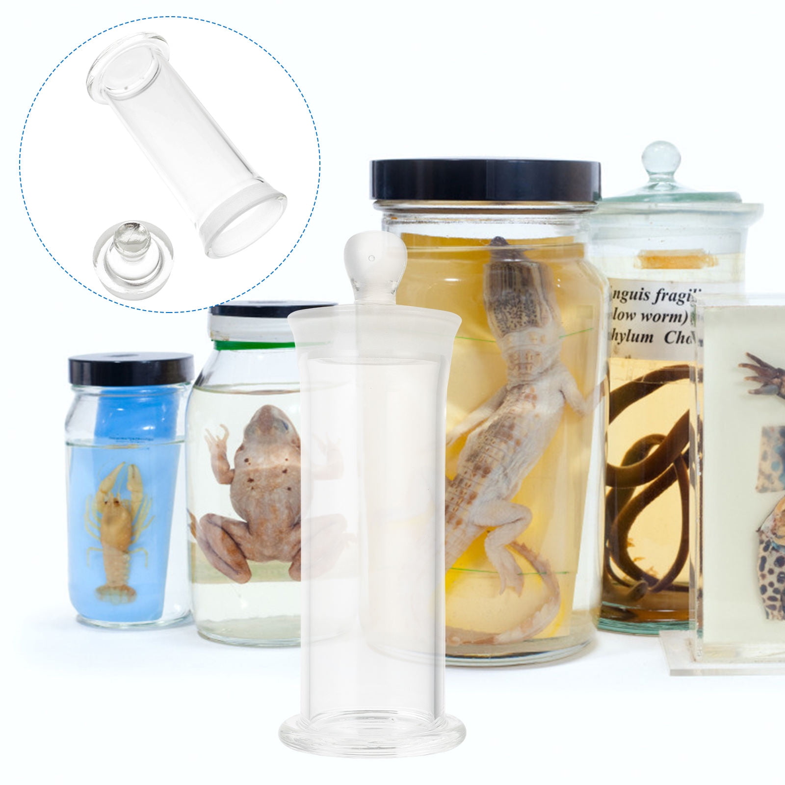 Masteelf Specimen Bottle Containers Sample Random Color Vial Apothecary ...