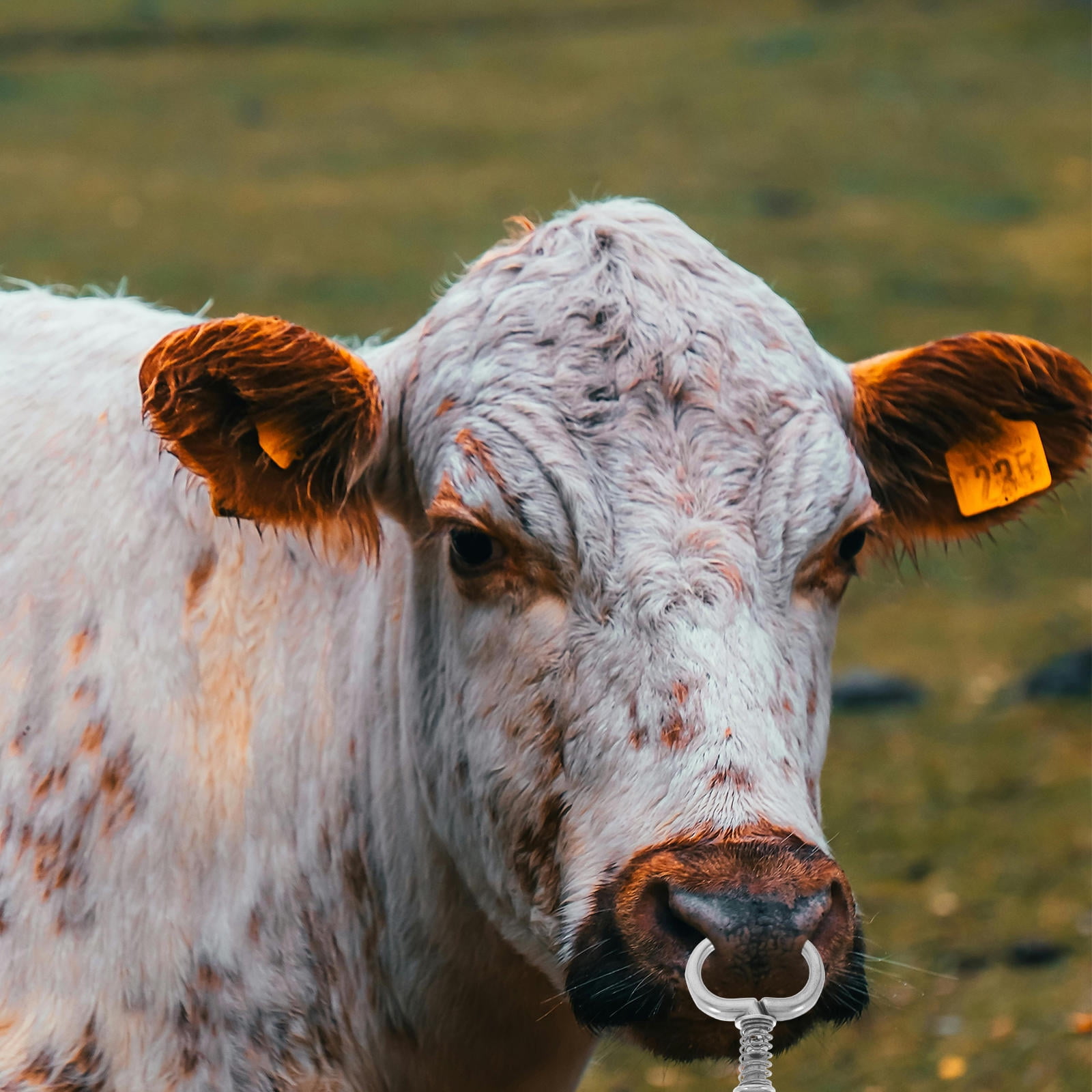 Masteelf Spring-Loaded Stainless Steel Cow Nose Ring No-Piercing Calf ...