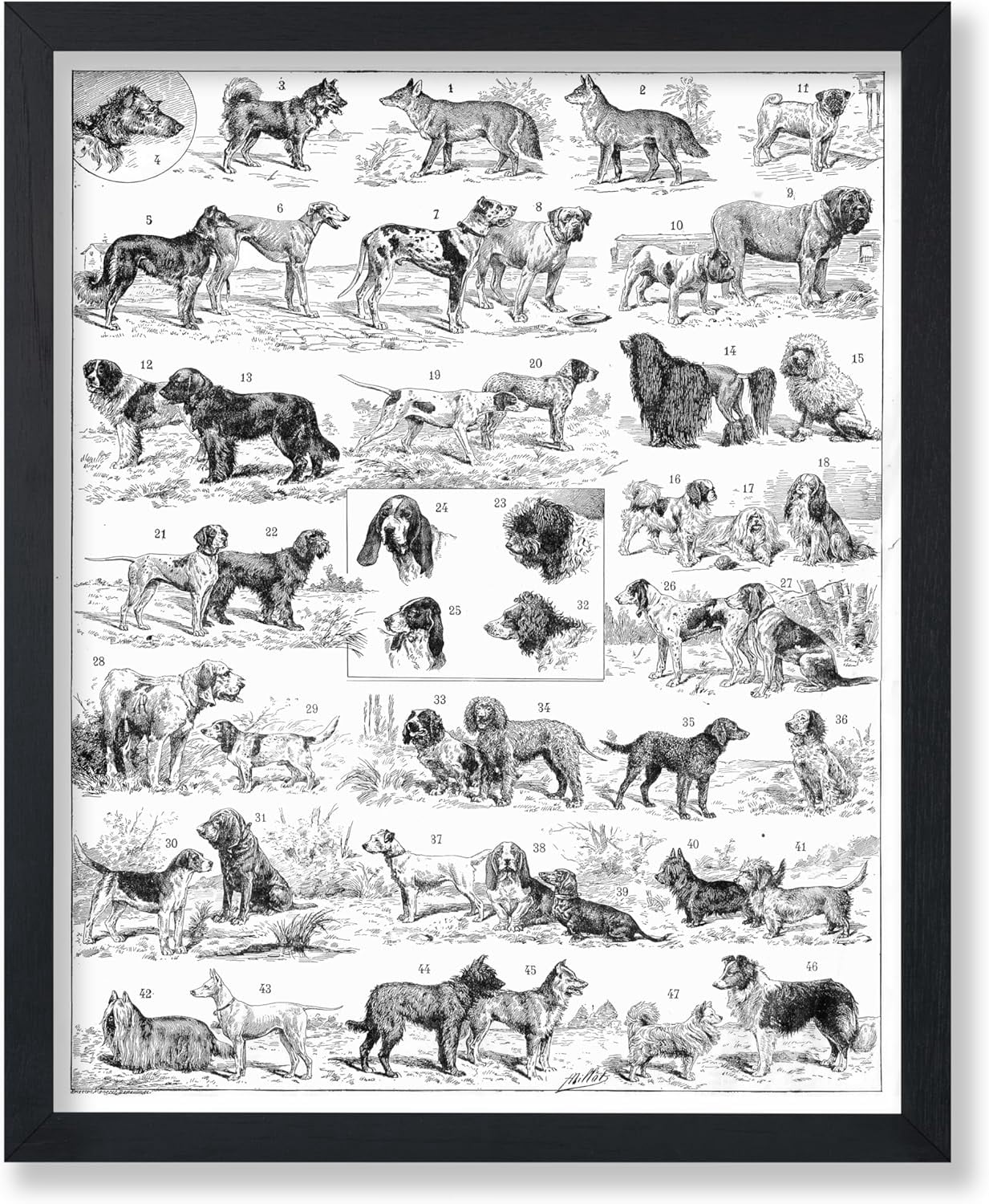 Master Dog Breeds Chart Print - Illustration - Sketch Art - Gift for ...