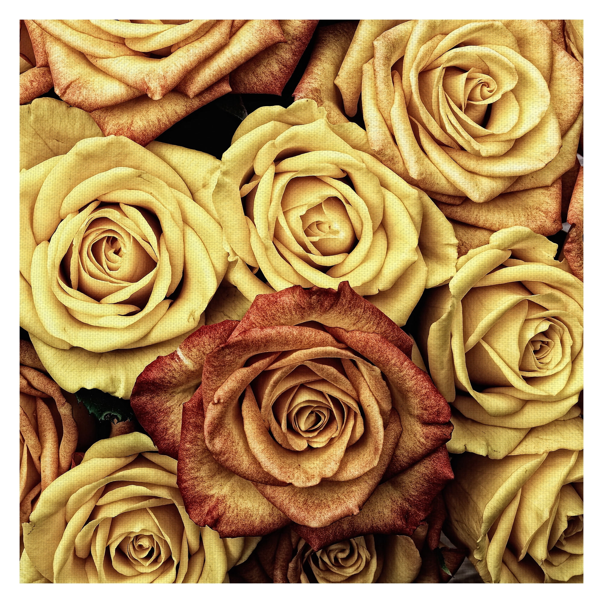 Free Shipping! Masterpiece Art Gallery Amber Roses Canvas Print 24x24 ...