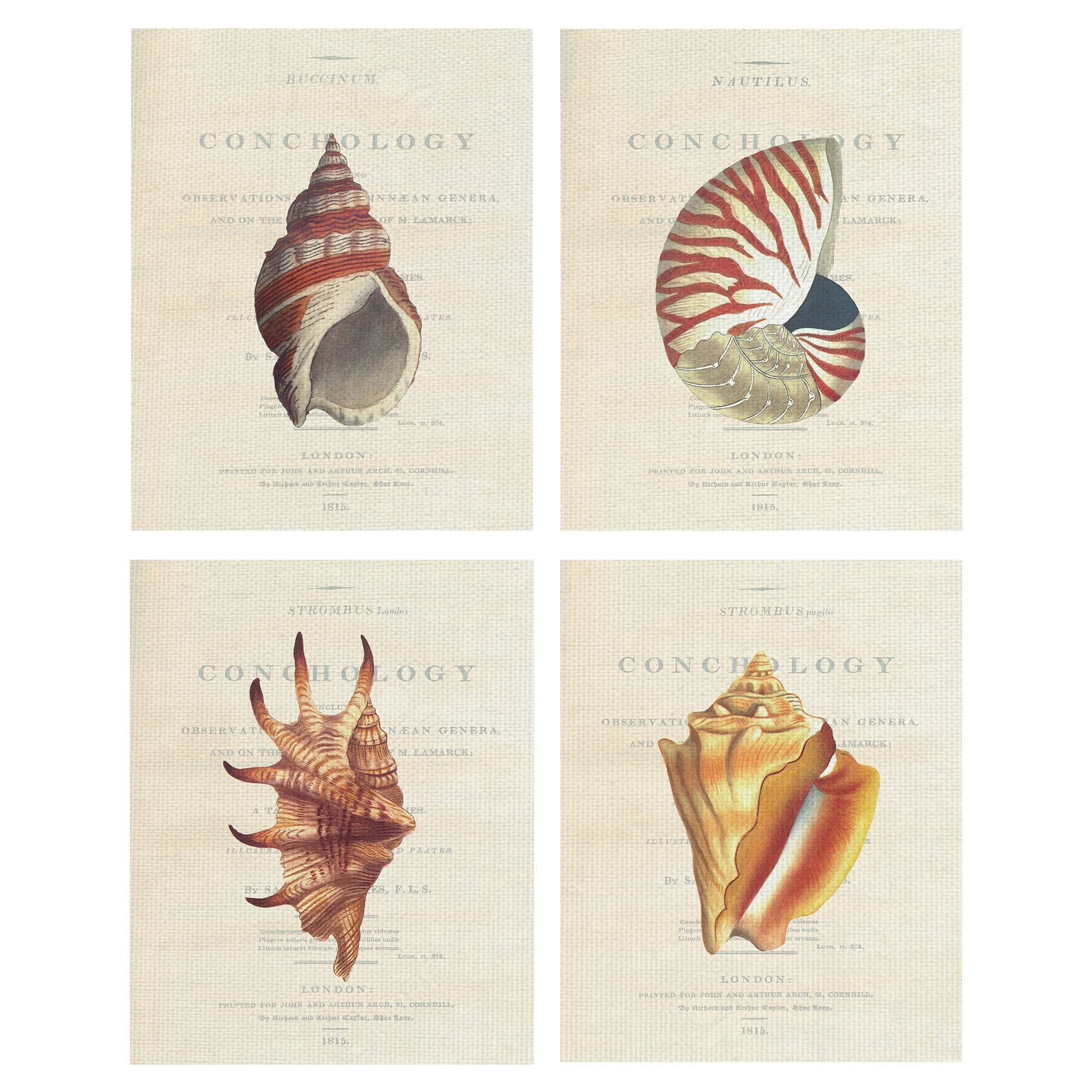 Masterpiece Art Gallery Conchology Buccinum, Nautilus, Strombus Lambis ...
