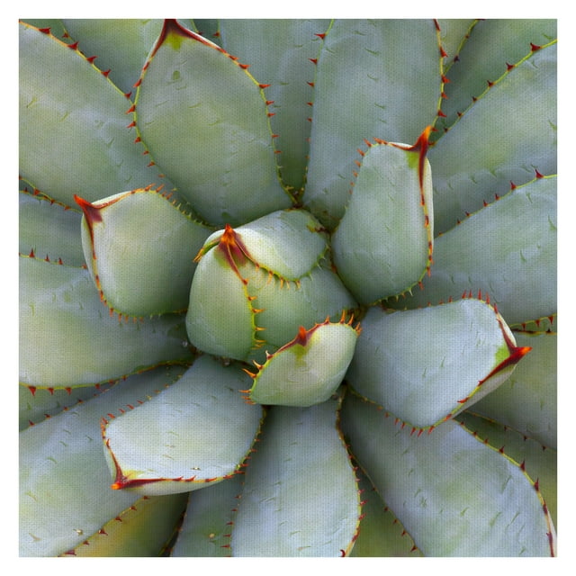 Masterpiece Art Gallery Desert Cactus Grand Opening I Square by Robin ...