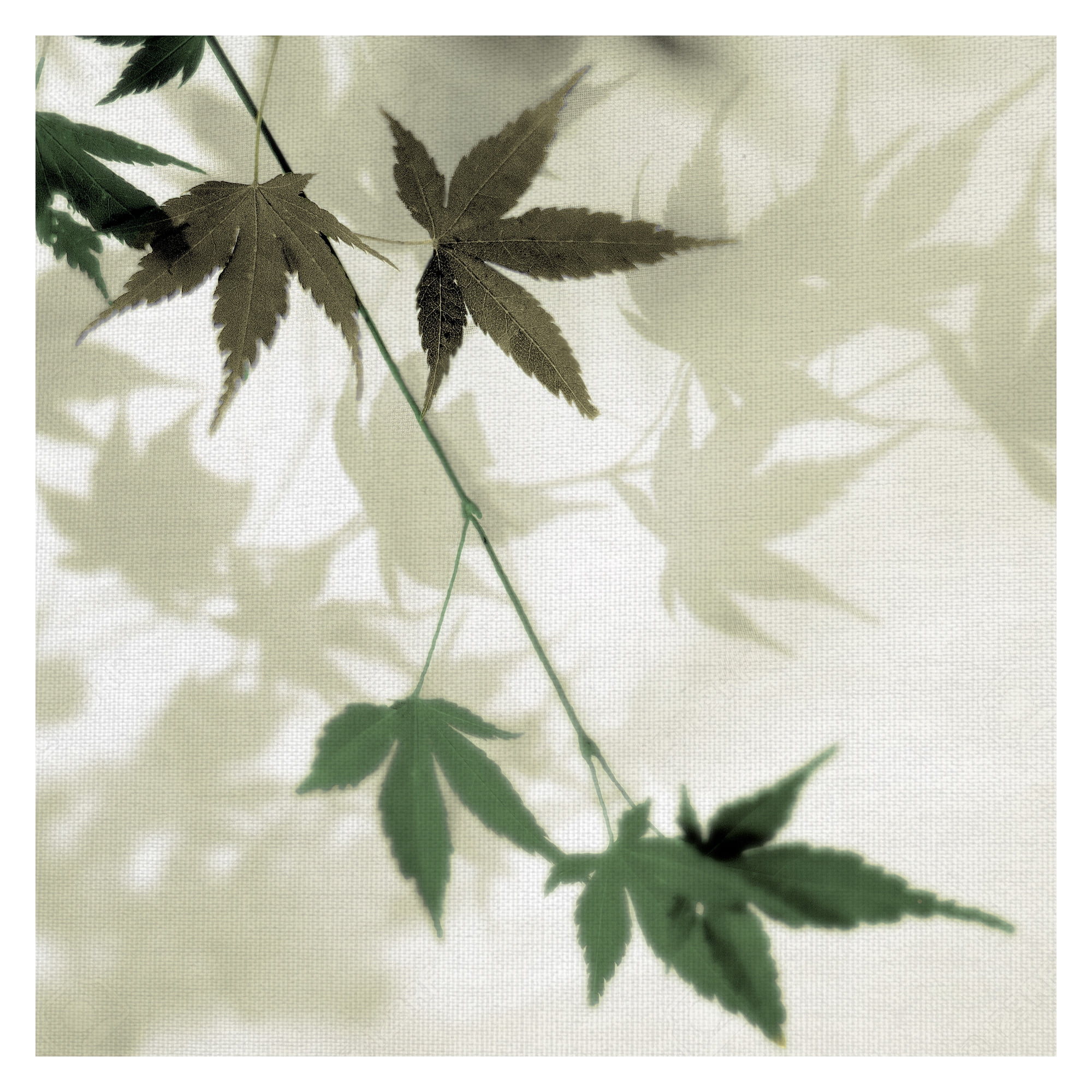 Japanese Maple Leaves Art