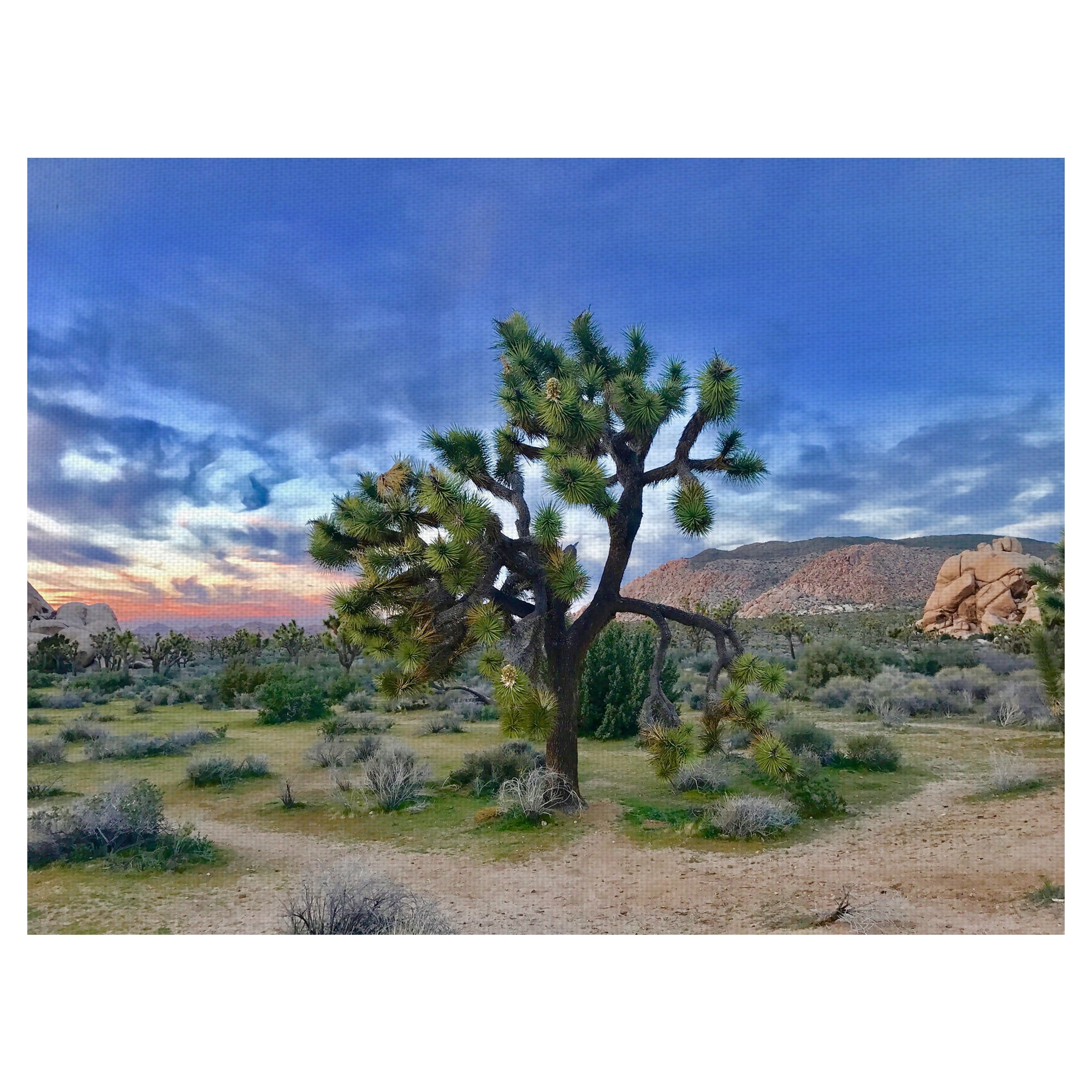 Free Shipping! Masterpiece Art Gallery Joshua Tree Southwestern Canvas ...