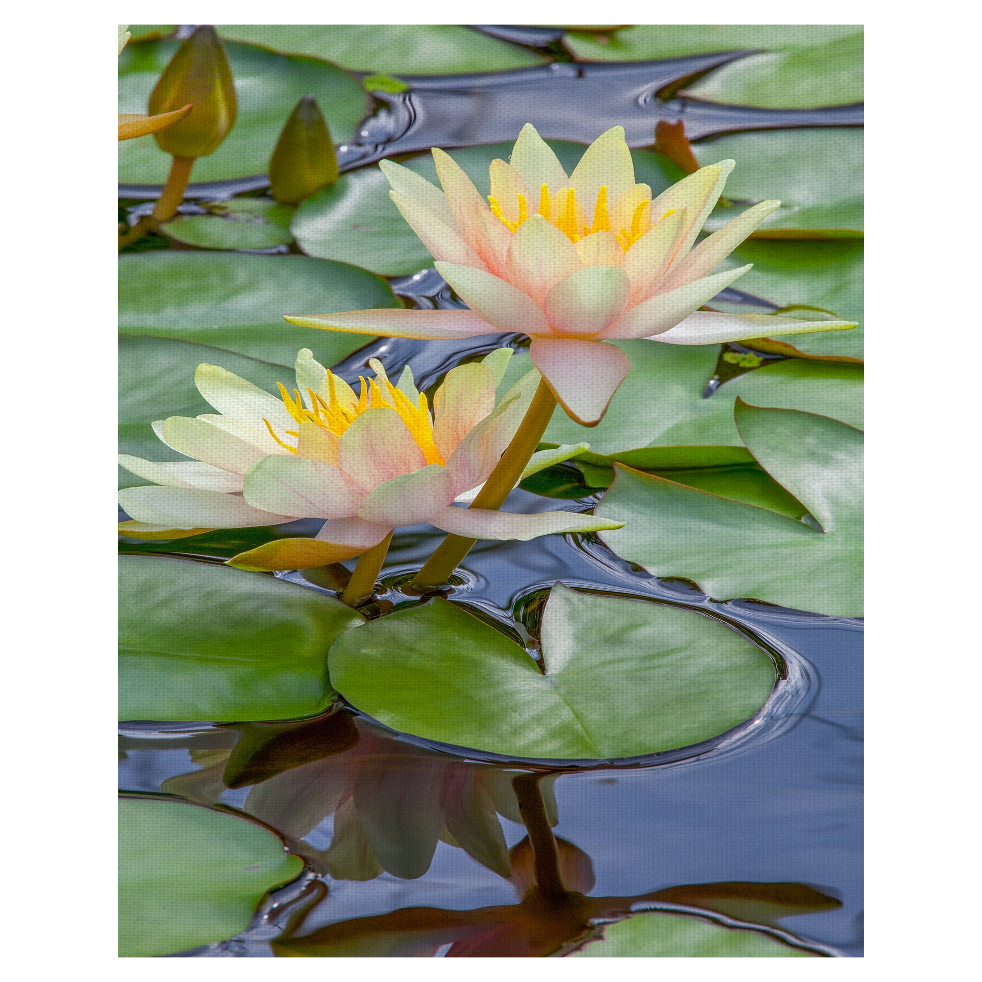 Free Shipping! Masterpiece Art Gallery Water Lillies Canvas Print 16x20 ...