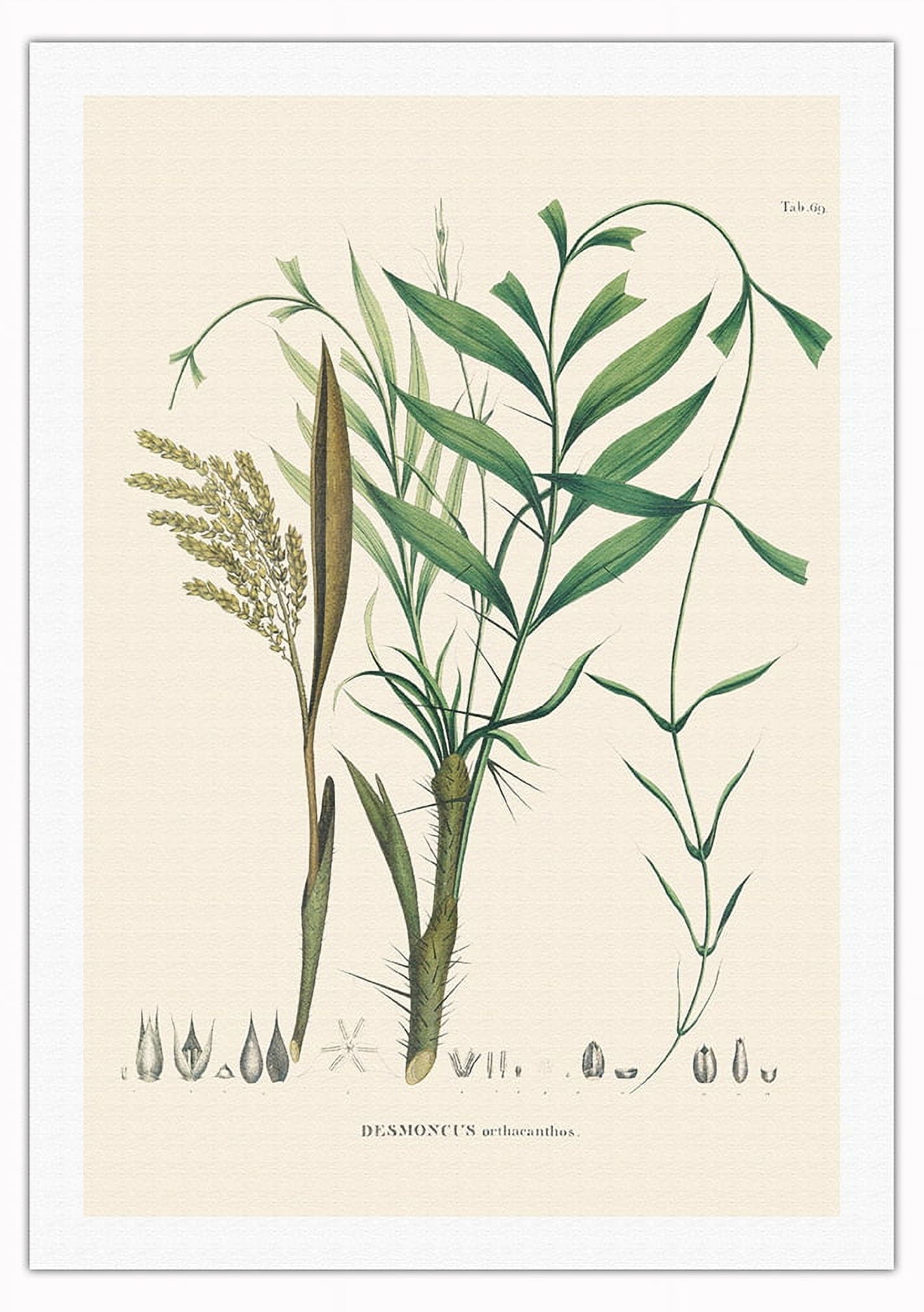 Matamba Climbing Palm Tree (Desmoncus Orthocanthos) - Vintage Botanical ...