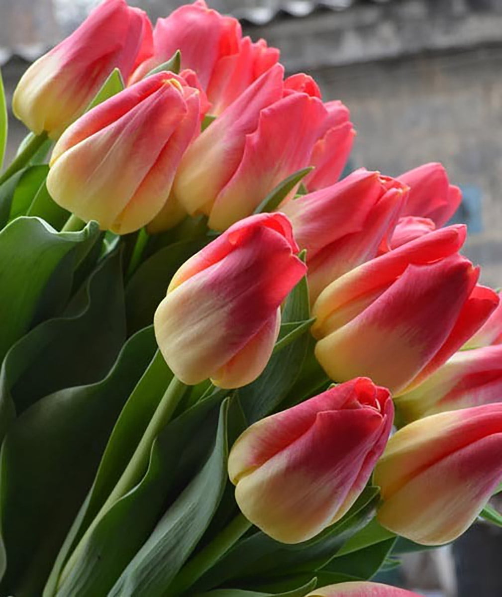 Match Triumph Tulip 7 Bulbs - Exclusive! - 12/+ cm Bulbs - Walmart.com