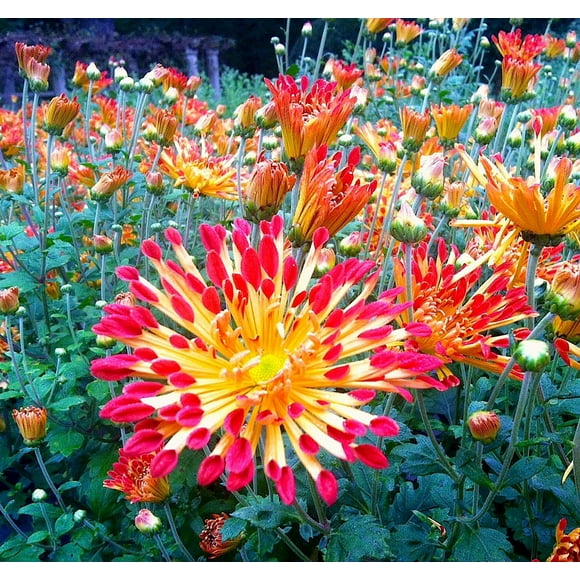 Mums in Annuals - Walmart.com