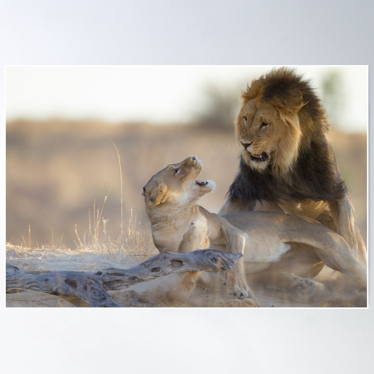 Mating Lions Poster Wall Art, Modern Wall Decor For Living Room Bedroom ...