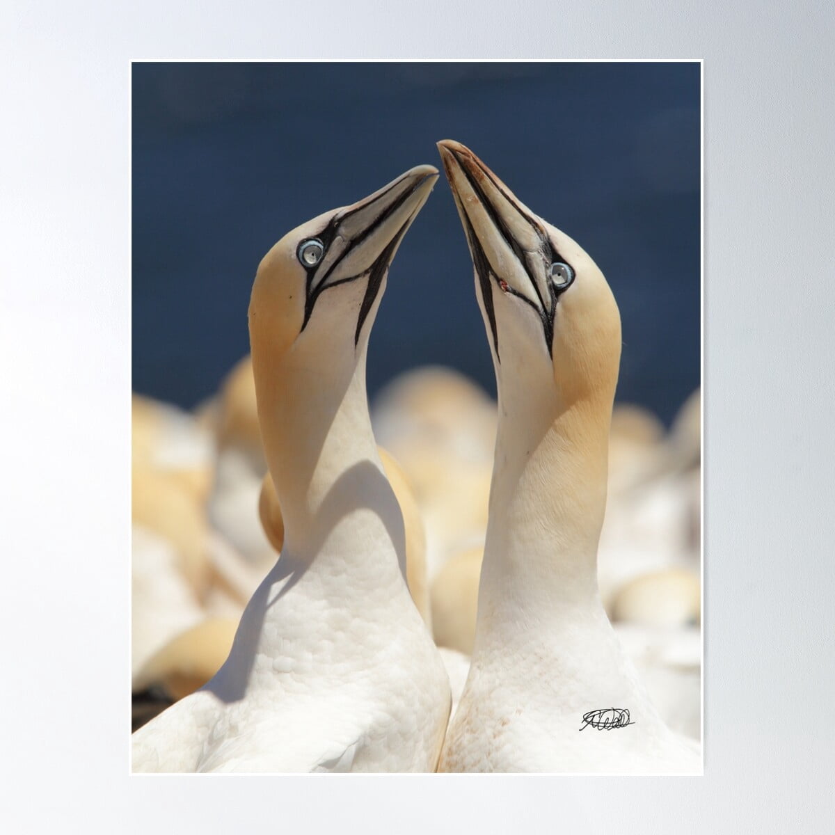 Mating Ritual Poster Wall Art, Modern Wall Decor For Living Room ...