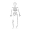 BOBOMOTI Halloween Skeleton Decoration, Full Body Posable Joints ...