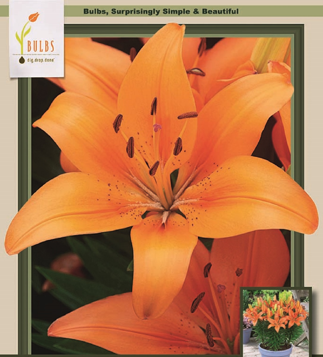 Matrix Orange Asiatic Lily - 2 Bulbs 14/16cm - Beautiful! - Walmart.com
