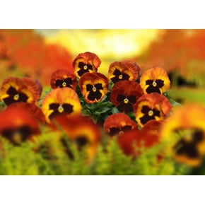 Pansies in Annuals - Walmart.com