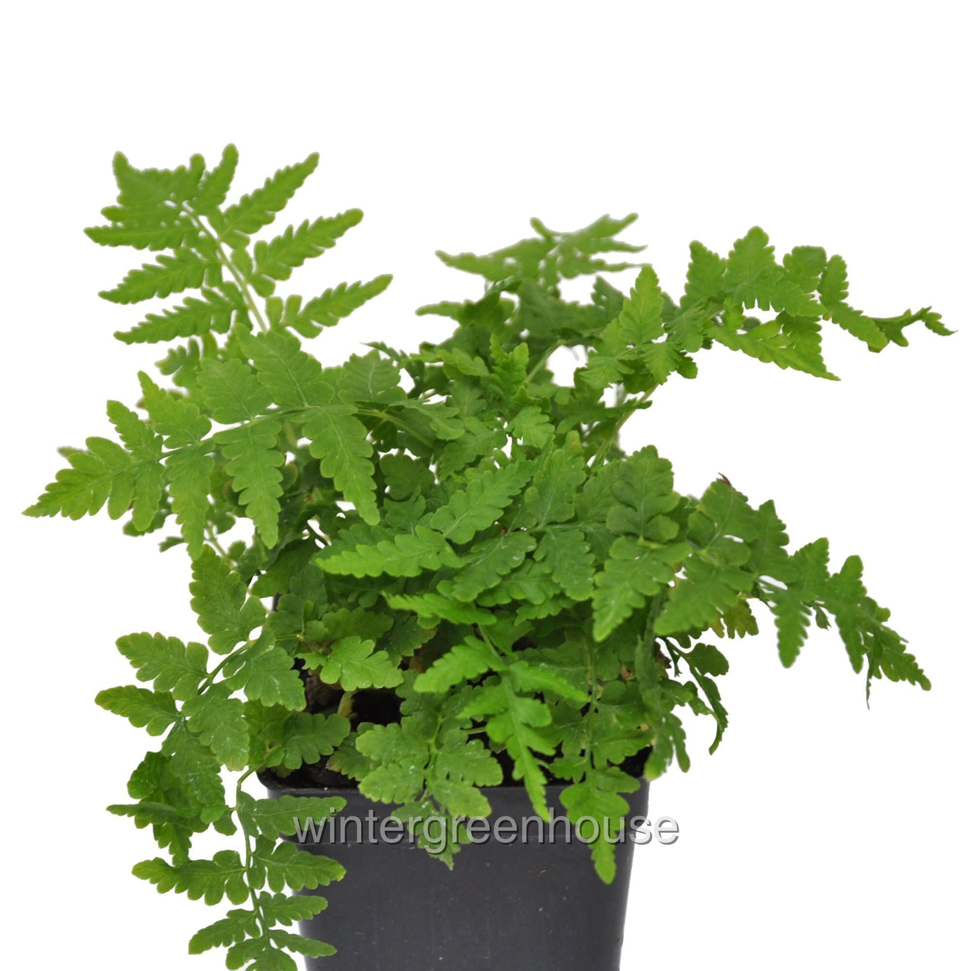 Matteuccia Struthiopteris, The King, Ostrich Fern - Pot Size: 3" (2.6x3 ...