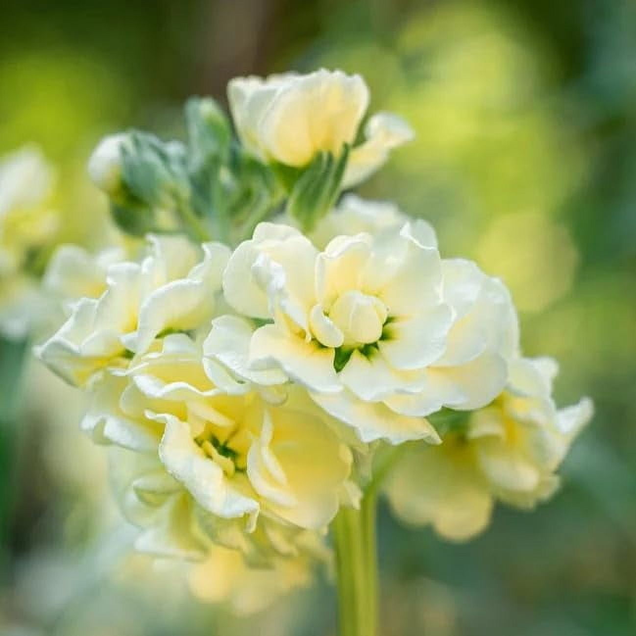 Matthiola incana Seeds 200+ Stock Giant Column MHD1Buttercream Yellow ...