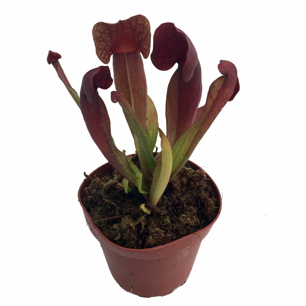 Mature Red Bug Pitcher Plant - Sarracenia - Carnivorous - 3" Clay Pot ...