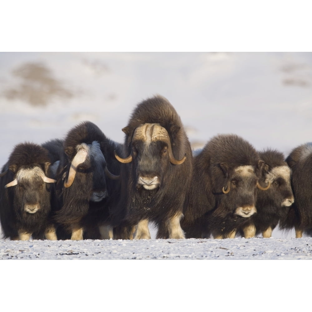 Mature and Young Musk-Ox Bulls With Cows In A Defensive Lineup During ...