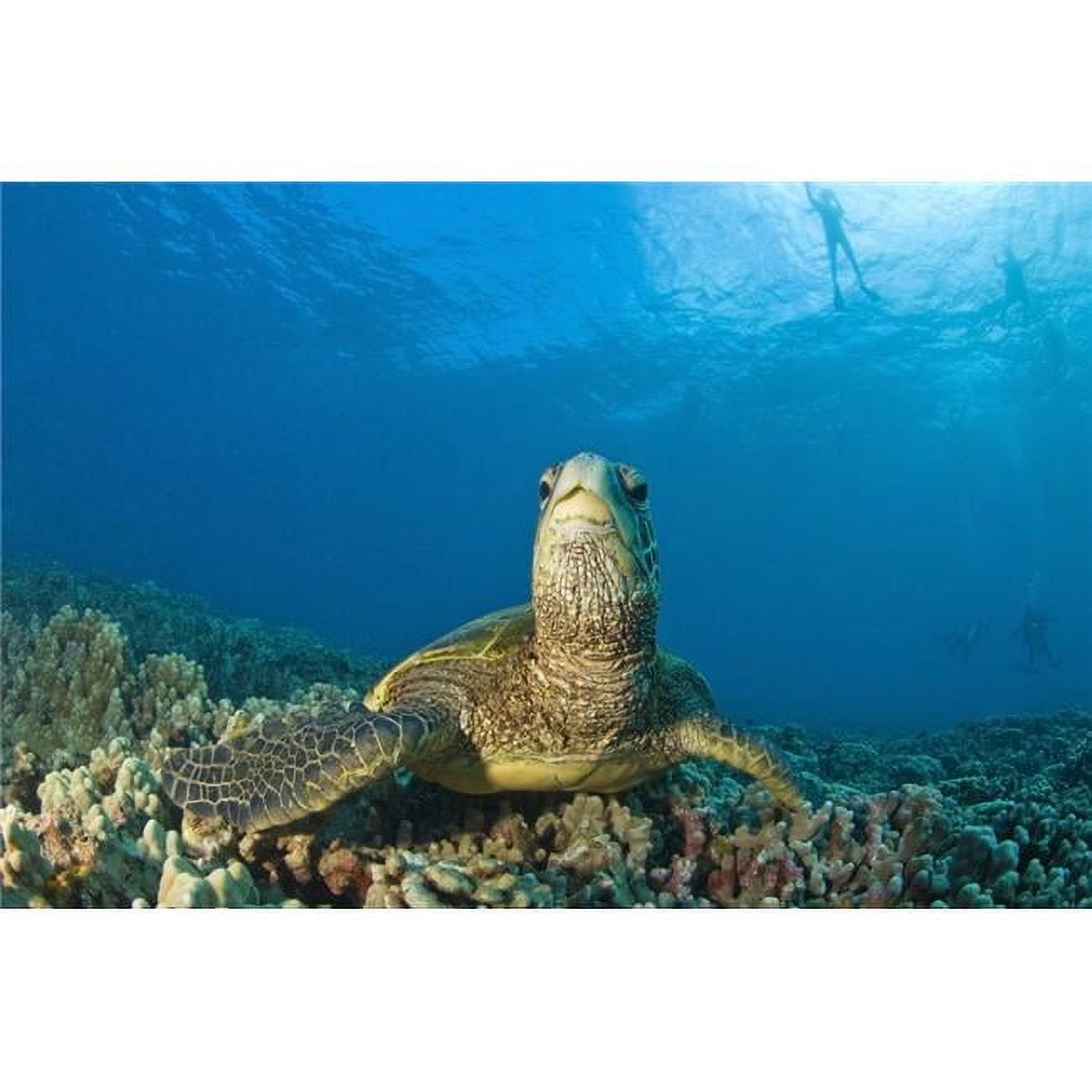 Maui Hawaii USA - Green Sea Turtle Cleaning Station Poster Print ...