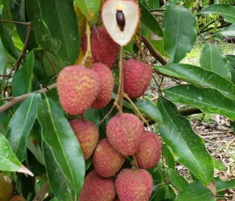 Mauritius lychee TREE GRAFTED . Ships free to all states in 3 gallons ...