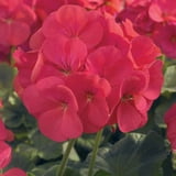 Maverick F1 Series Geranium Flower Garden Seeds - Coral - 100 Seeds ...