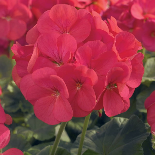 Maverick F1 Series Geranium Flower Garden Seeds - Coral - 100 Seeds ...