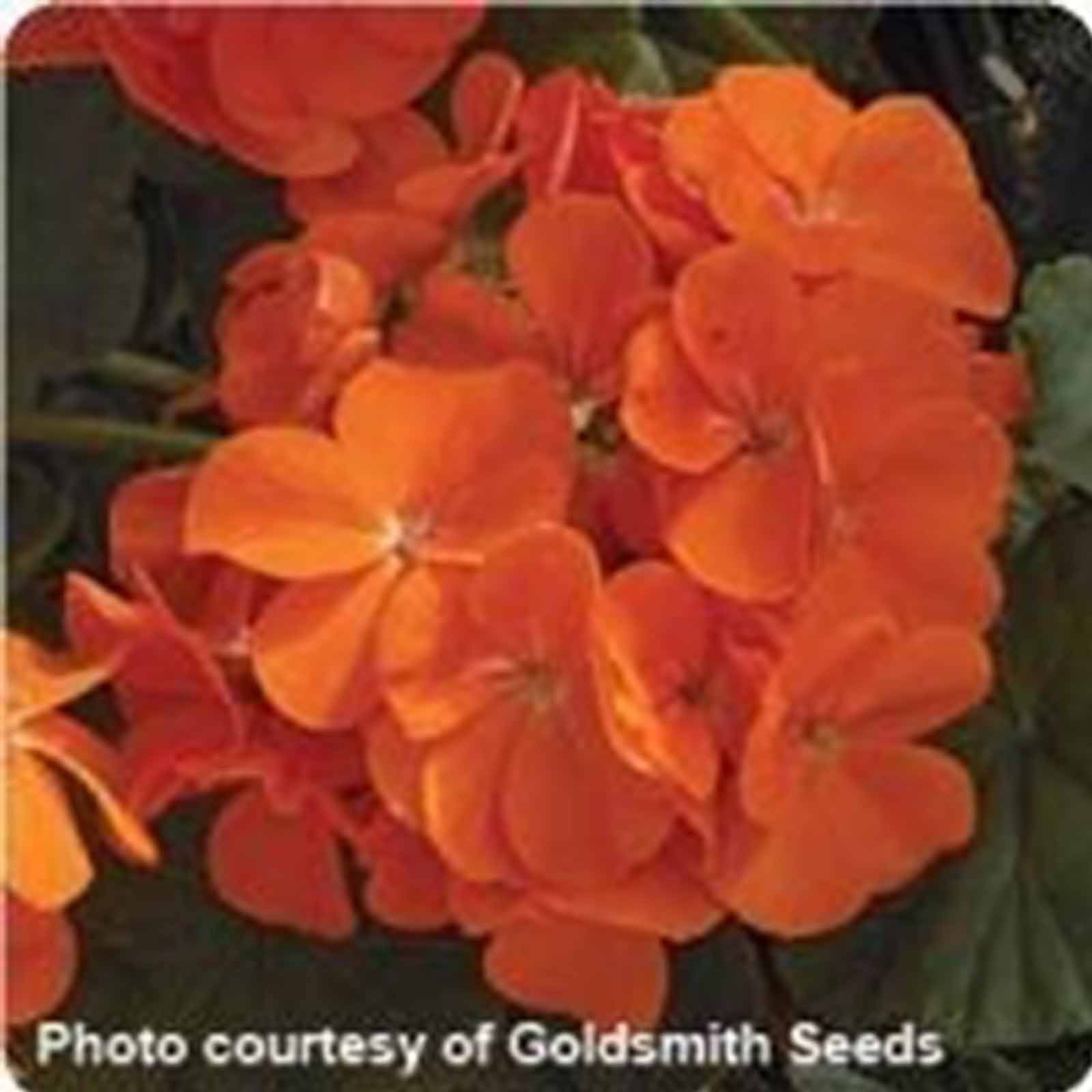 Maverick F1 Series Geranium Flower Garden Seeds - Orange - 100 Seeds ...