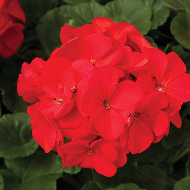 Maverick F1 Series Geranium Flower Garden Seeds - Red - 100 Seeds ...