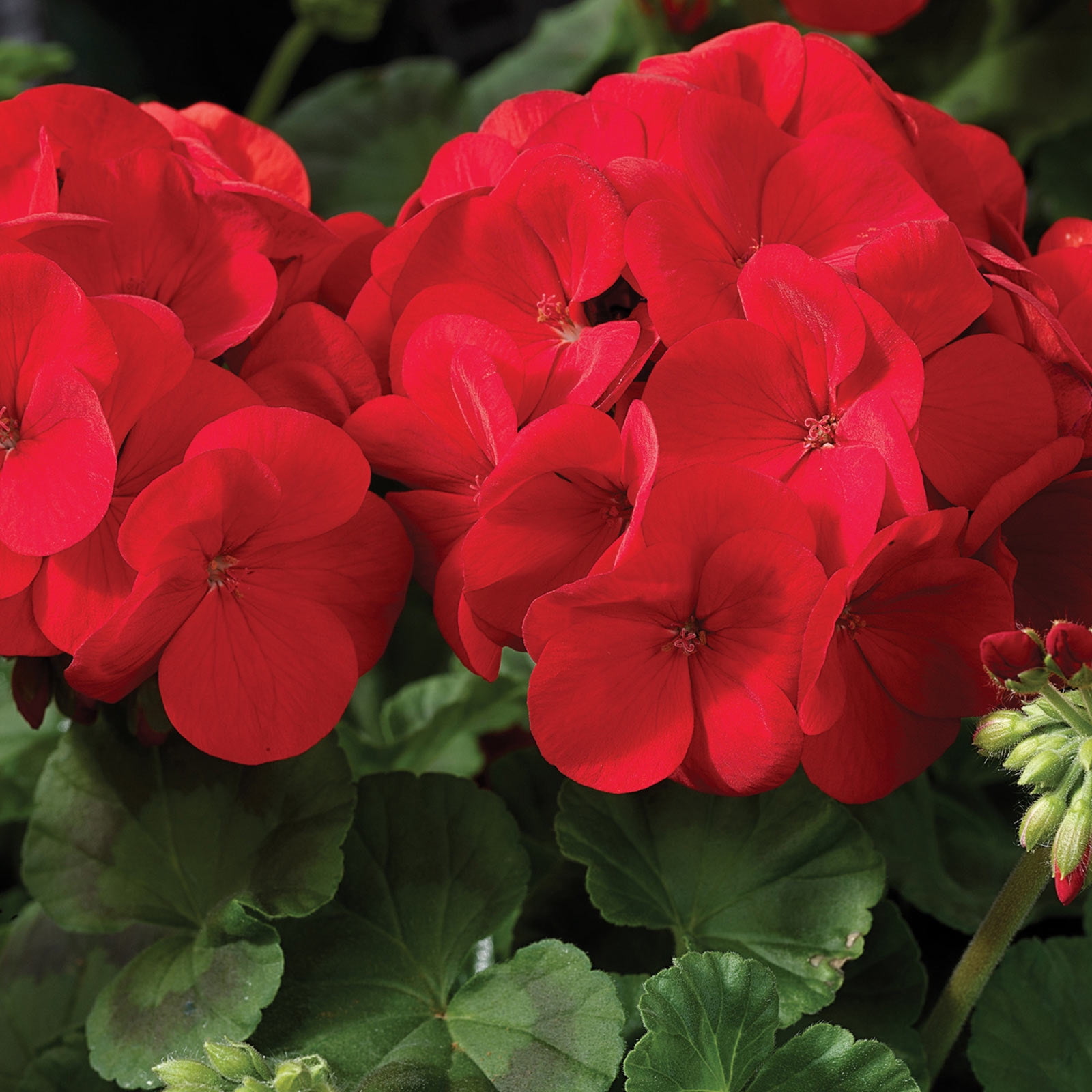 Mountain Valley Seed Company 100 Geranium Flower Seed, Non-GMO ...